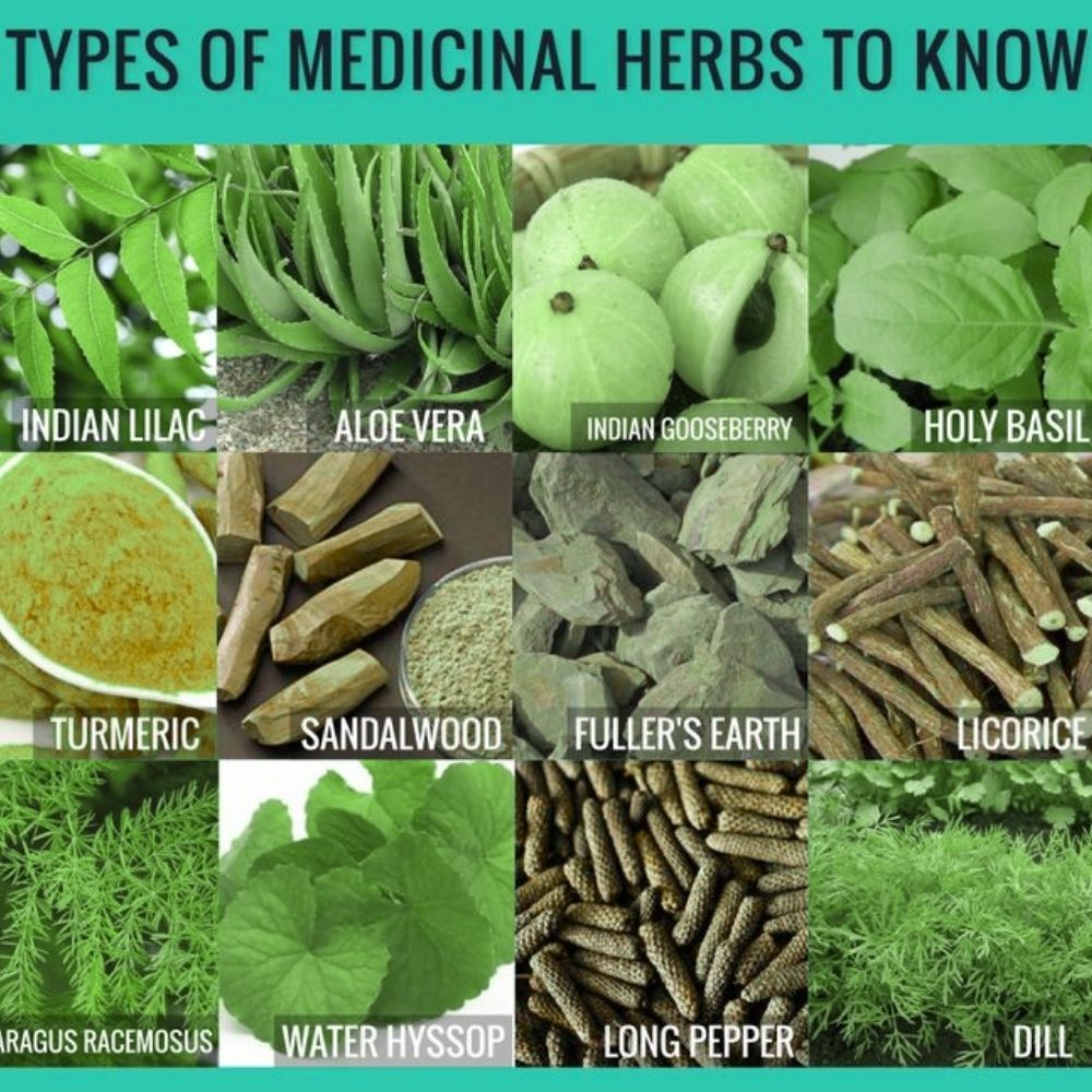 Plant Crossword Clue in Herbal Medicine: Definition, Uses and Herbal ...